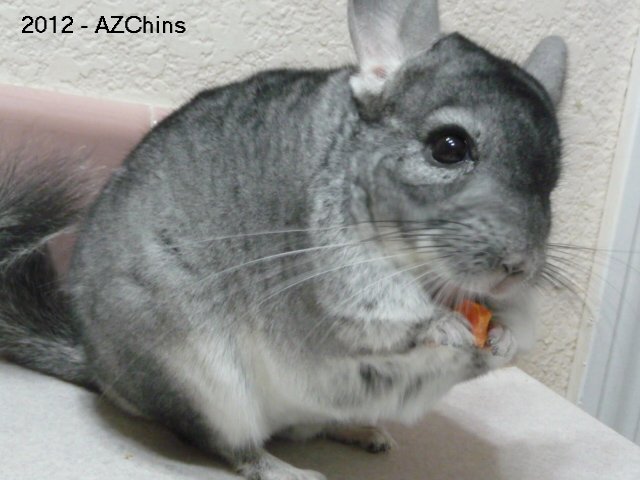 AZ Chins - Adult Chinchillas for Sale